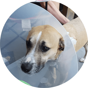 Raleigh NC Dog Rescue | Freedom Ride Rescue