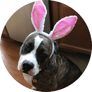 Raleigh NC Dog Rescue | Freedom Ride Rescue