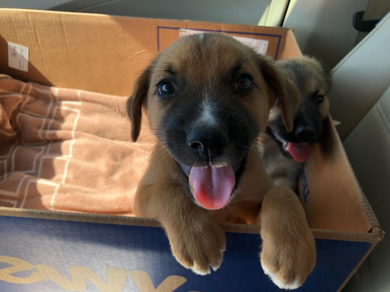 Home | Freedom Ride Rescue