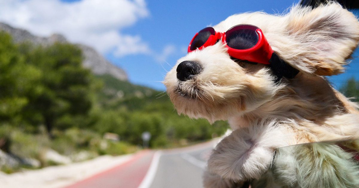 Adopt | Freedom Ride Rescue