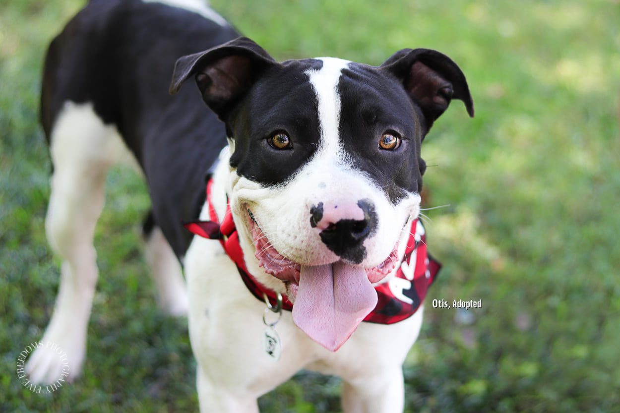 Support | Freedom Ride Rescue