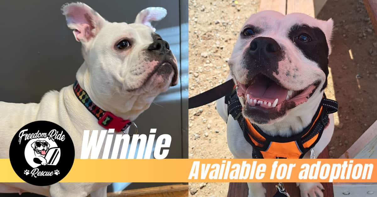 Freedom Ride Rescue | Raleigh NC Dog Rescue