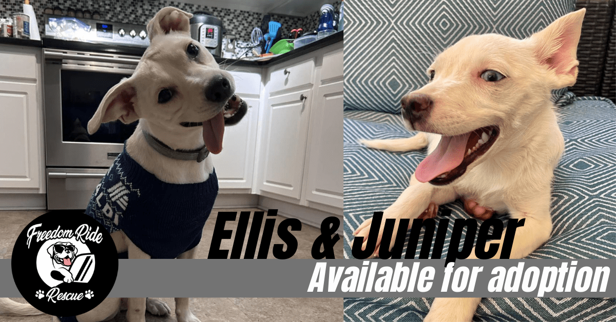 Freedom Ride Rescue | Raleigh NC Dog Rescue